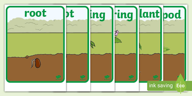 Life Cycle of a Bean Posters