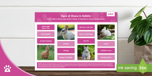 Signs of Illness in Rabbits - Display Poster - Twinkl Pets
