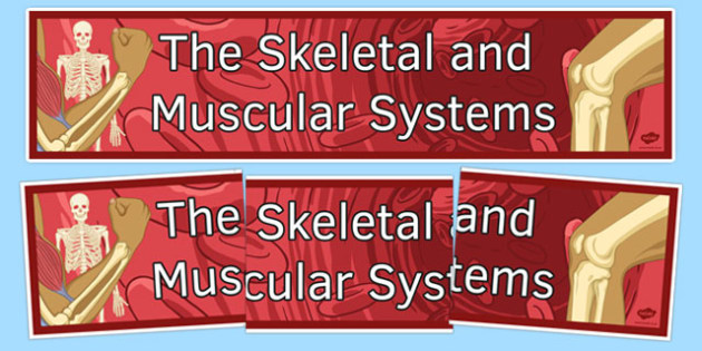 The Skeletal and Muscular Systems Display Banner