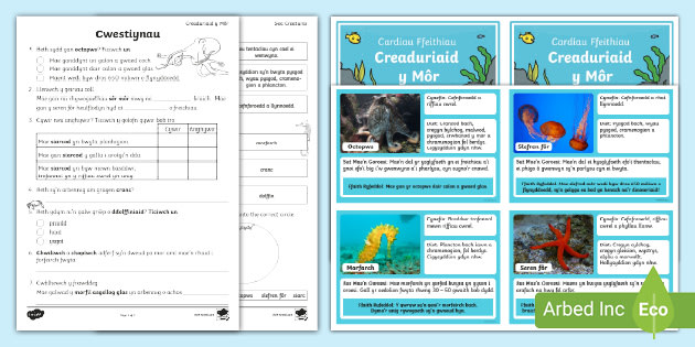 Pecyn Cardiau Ffeithiau Darllen a Deall am Greaduriaid y Môr