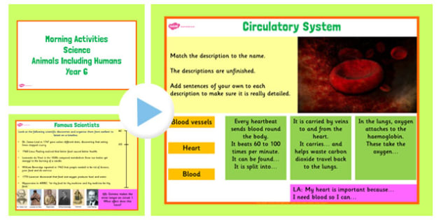 Year 6 Early Morning Science Activities Animals - living things