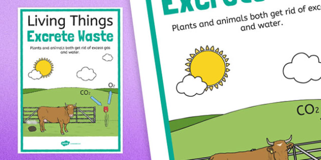 Living Things Excrete Waste Display Poster