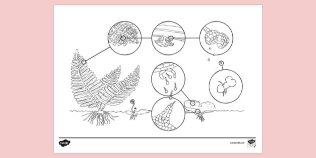 biology coloring pages for kids