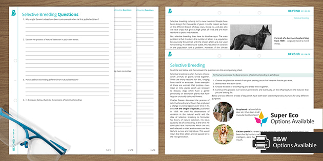 Selective Breeding Comprehension Worksheet | Beyond