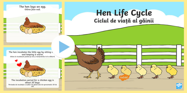 Hen Life Cycle PowerPoint English/Romanian - Hen Life Cycle Powerpoint