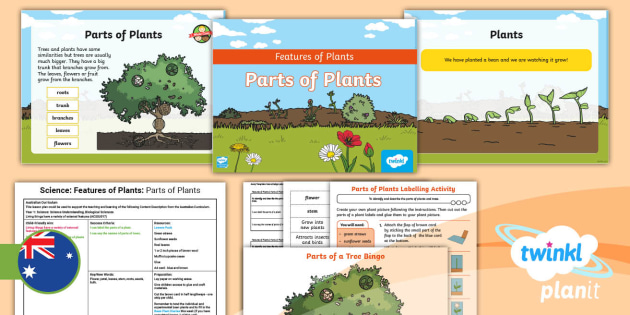 Year 1 Science Features of Plants Lesson 5 Parts of Plants