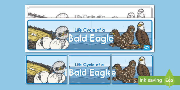 Life Cycle of a Bald Eagle Banner (teacher made)