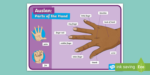 Auslan Back to School Parts of the Hand Poster