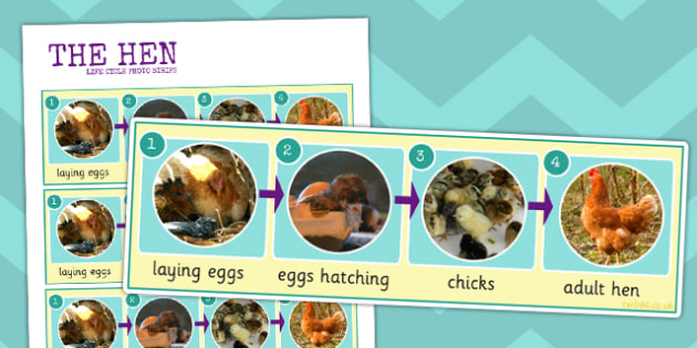 Hen Life Cycle Photo Strip (teacher made)