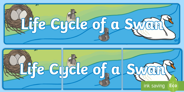 Life Cycle of a Swan Display Banner (teacher made)