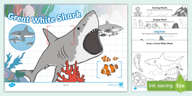 Shark Activity Book to Support Teaching on Great White Shark