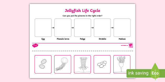 Jellyfish Life Cycle (teacher made)