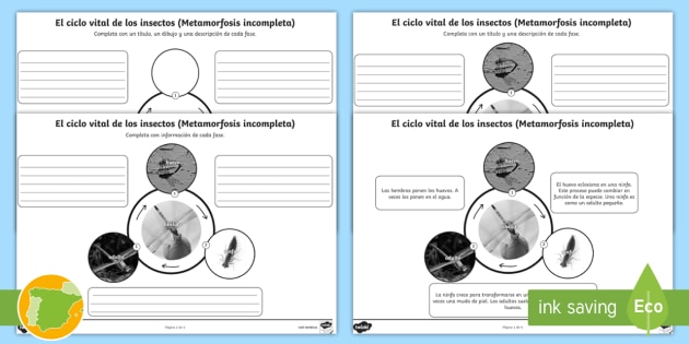 Hojas De Trabajo Sobre Insectos Para Primer Grado