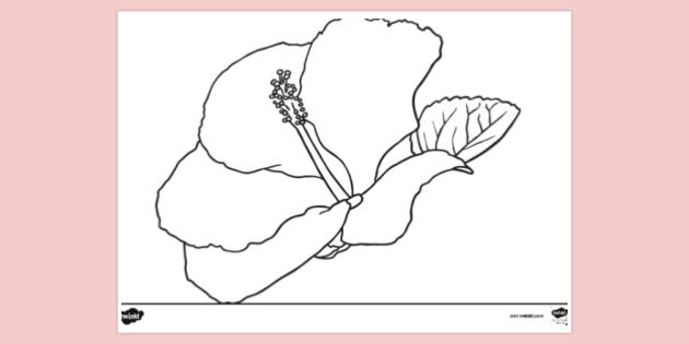 Hibiscus Colouring Page | Colouring Sheets (teacher made)