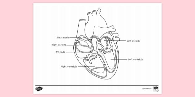 FREE! - Heart Anatomy Colouring Page | Colouring Sheets