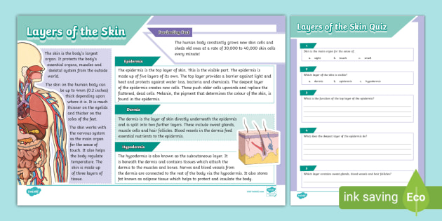 Biology Diagrams | twinkl.co.uk