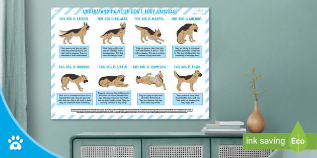 * NEW * Understanding Your Dog's Body Language - Display Poster