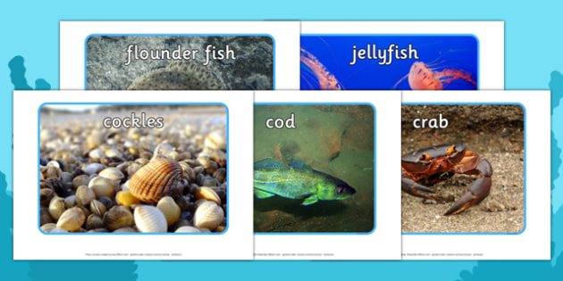 Marine Life Display Photo Pack (Teacher-Made)