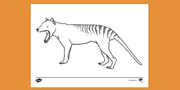 Tasmanian tiger colouring pages resource- easy to print.
