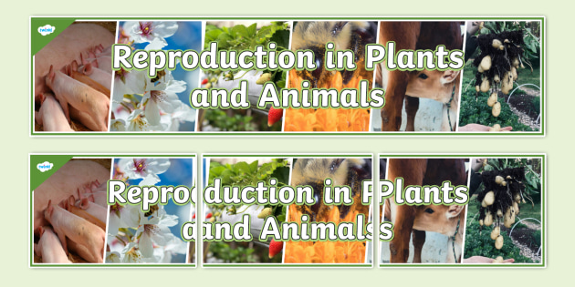 Reproduction Lessons | twinkl.co.uk