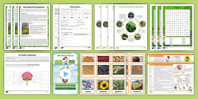 Plants Activity Pack (teacher made)