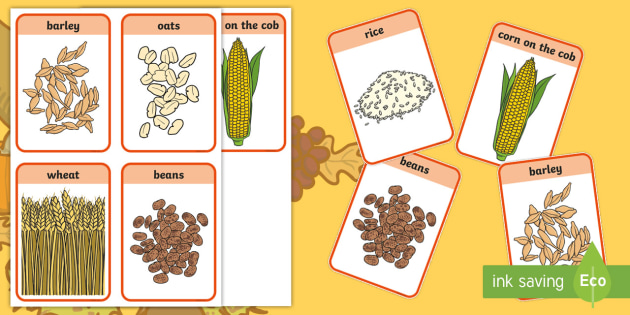 Harvest Grains Flash Cards (teacher made)