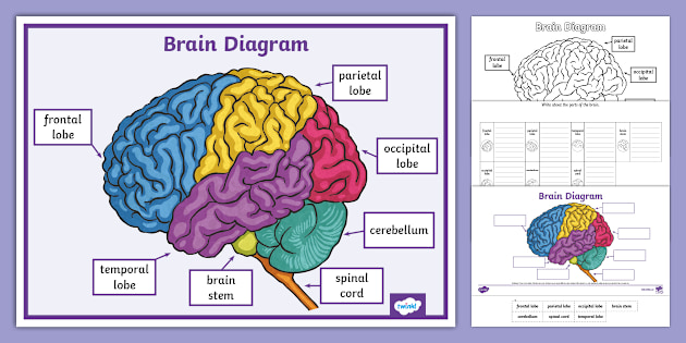 Label The Brain Anatomy Diagram Illustration Of A Human Brain In A