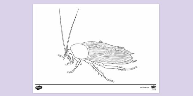 Cockroach Colouring Page | Colouring Sheets (teacher made)