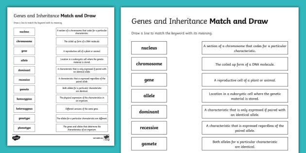 Inheritance Worksheet Answer Key Mendel & Genetic Crossing | Teaching