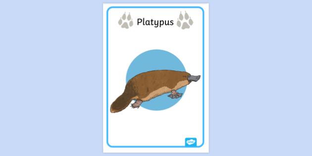FREE! - Platypus Poster | Display Posters | Educational | Twinkl
