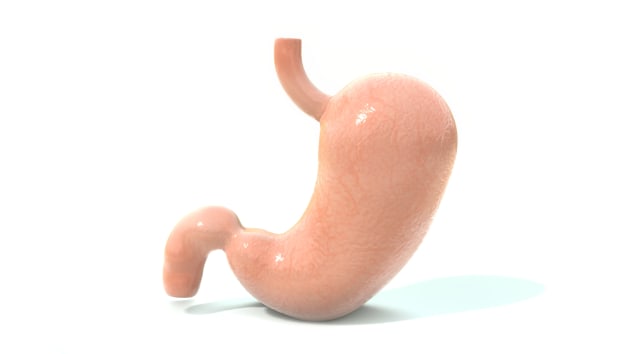 Stomacul uman 3D — Realitatea augmentată — România
