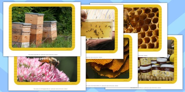 Honey Photo Display Pack (teacher made)