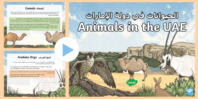 Animals in the UAE PowerPoint - Arabic/English