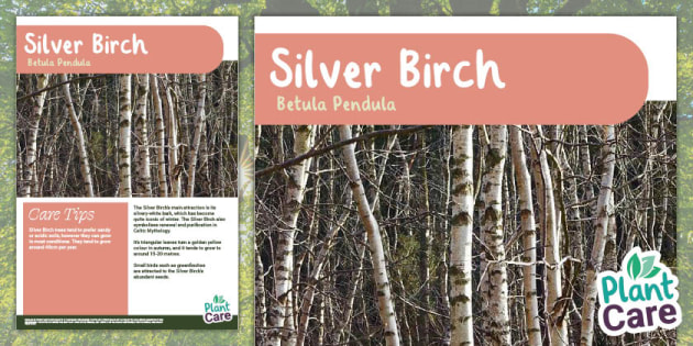 Tree Fact File: Silver Birch (teacher made)