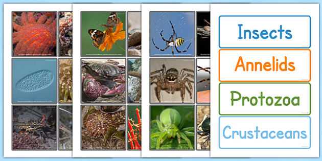 Invertebrate Sorting Cards