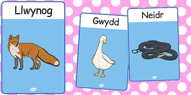 Welsh Animals Display Posters (Teacher-made at Twinkl)
