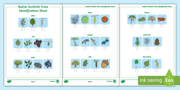 Native Scottish Trees Identification Sheet (teacher made)