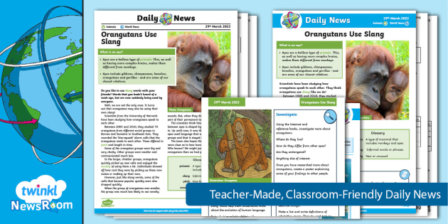 Orangutans Use Slang KS2 Reading Comprehension News Pack