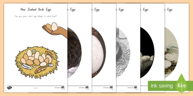 New Zealand Birds Eggs Activity (teacher made)