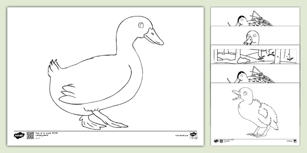 coloring book ducks