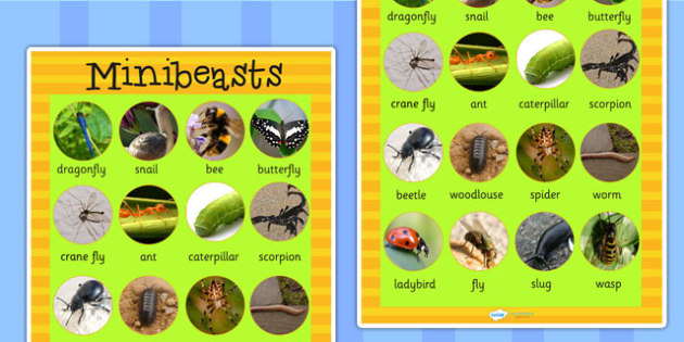 Large Minibeasts Photo Display Poster - minibeast, animal, poster