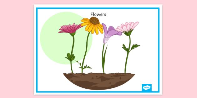 FREE! - Pretty Flowers Display Poster | Primary Resources