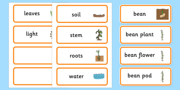 Life Cycle of a Bean Word Cards (teacher made)