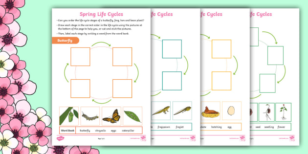 KS1 Spring Life Cycle Activity Sheet (teacher made)