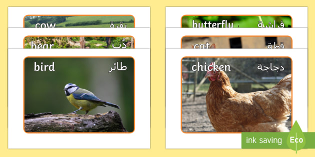 Animals Display Photos Arabic/English