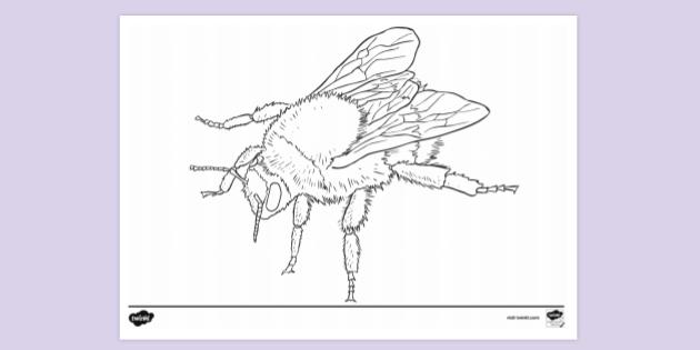 FREE! - Bumblebee Colouring Page (teacher made)