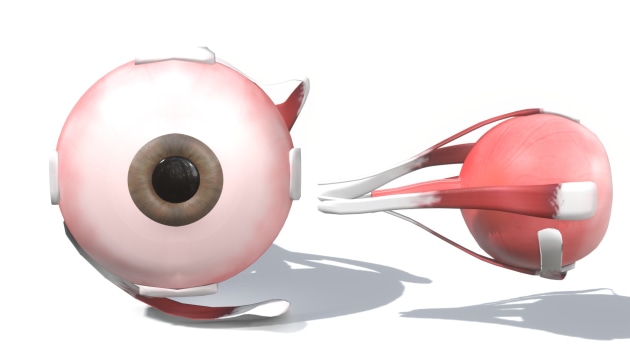 Human Eyeball Augmented Reality (AR) Quick Look Model Educational Teaching