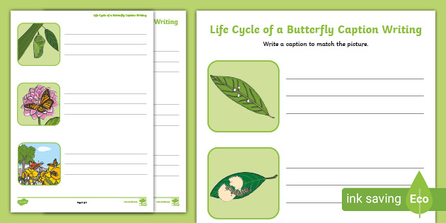 Life Cycle of a Butterfly Caption Writing Activity