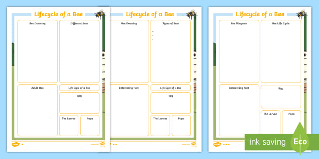 Bee Fact File Differentiated Worksheets (teacher made)