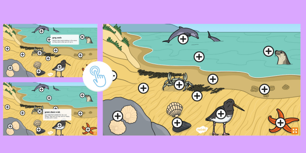 Interactive Beach Vocabulary Activity | CfE Resources